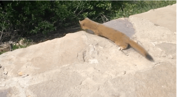 Mama Weasel Won't Let Teeny Baby Fall Behind