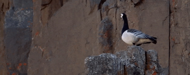 Stranded Baby Goose Makes Bravest Leap Of Faith For His Family