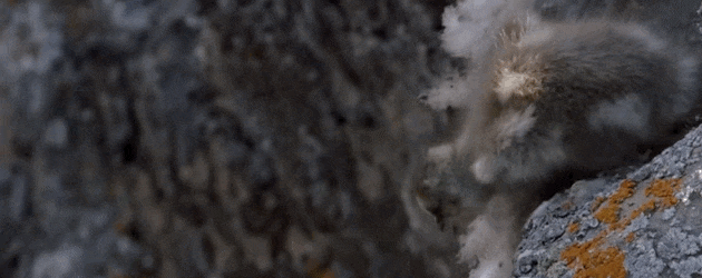 Stranded Baby Goose Makes Bravest Leap Of Faith For His Family