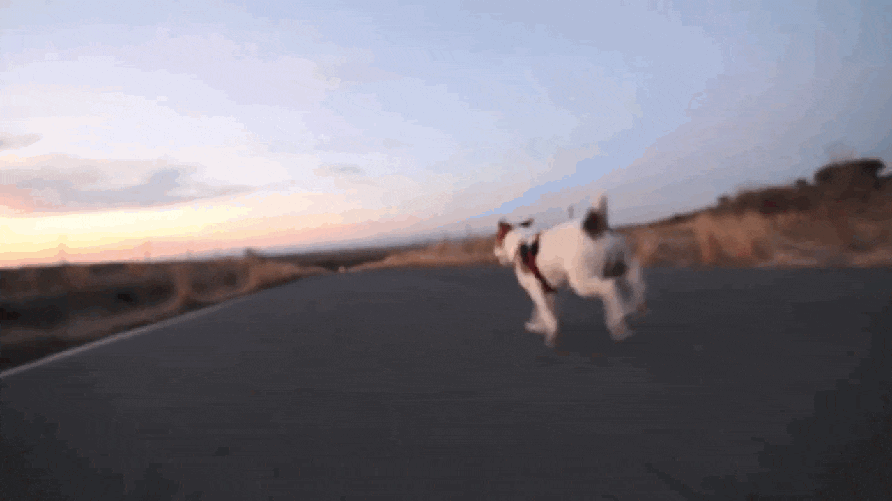 Dog People Are Better Than Cat People. Here's Why.