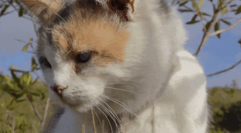 Man And His Beloved Blind Cat Go On Magical Adventures Together