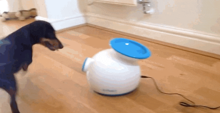 Genius Dog Plays Fetch ... By Himself