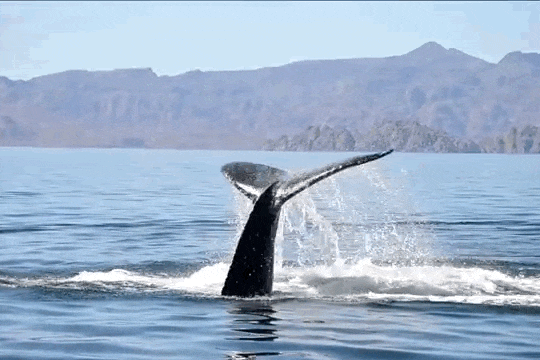Tangled Whale Gives His Rescuers The Best Thank You Ever