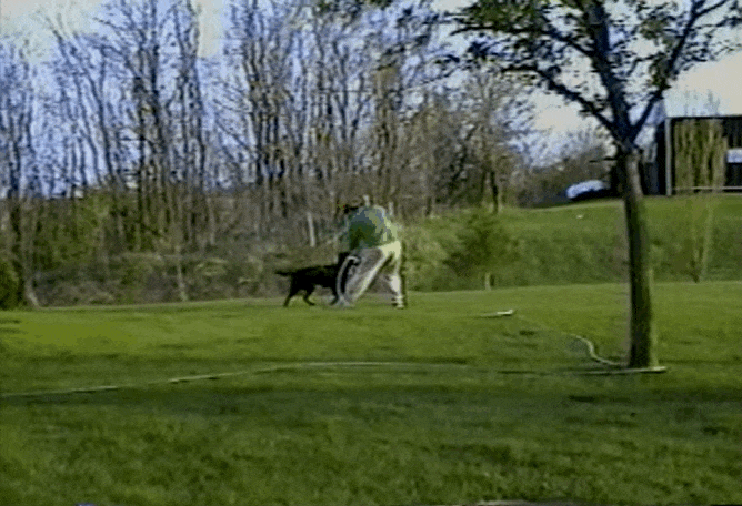 Dog With Hose Realizes He Has All The Power Now