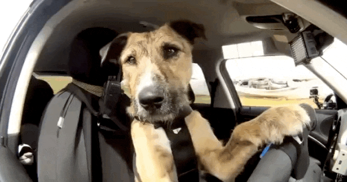 Dog Driving Car