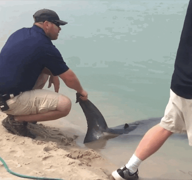Shark Gets Stranded And Beachgoers Do The Exact Right Thing