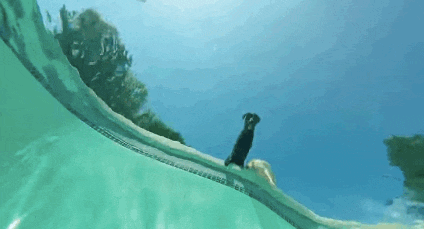Underwater Camera Captures Diving Dog's Incredible Game Of Fetch