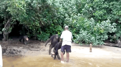 Chimps Abused By Humans Still Have Remarkable Ability To Love