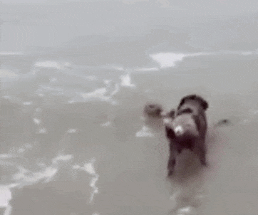 Seal Frolics With Friendly Dog, Boops His Nose