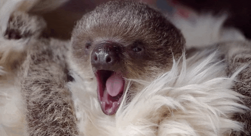 Baby Sloth Clings To His Special Surrogate Mom