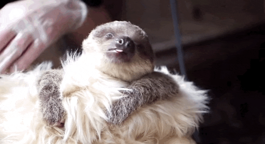 Baby Sloth Clings To His Special Surrogate Mom
