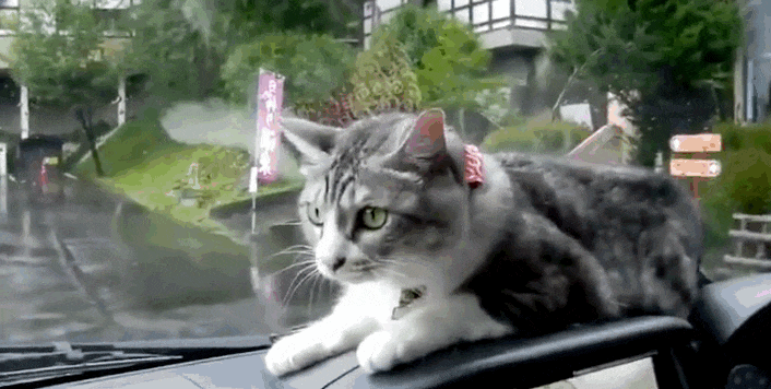Cat Will Catch This Windshield Wiper Or ELSE