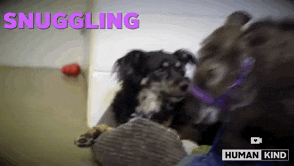 When Captive Animals Abandon Their Babies, This Dog Steps In