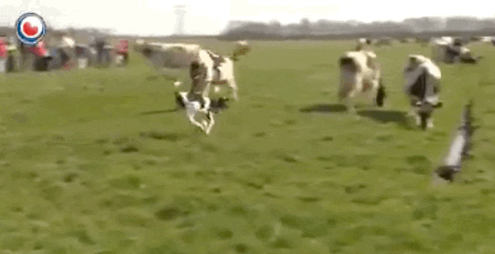 Cows Flip Out Like Puppies When They're Let Outside