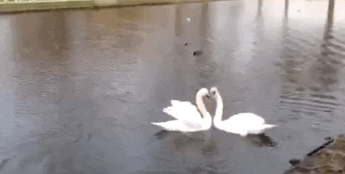 Swan Couple Separated By Sickness Has Sweetest Reunion