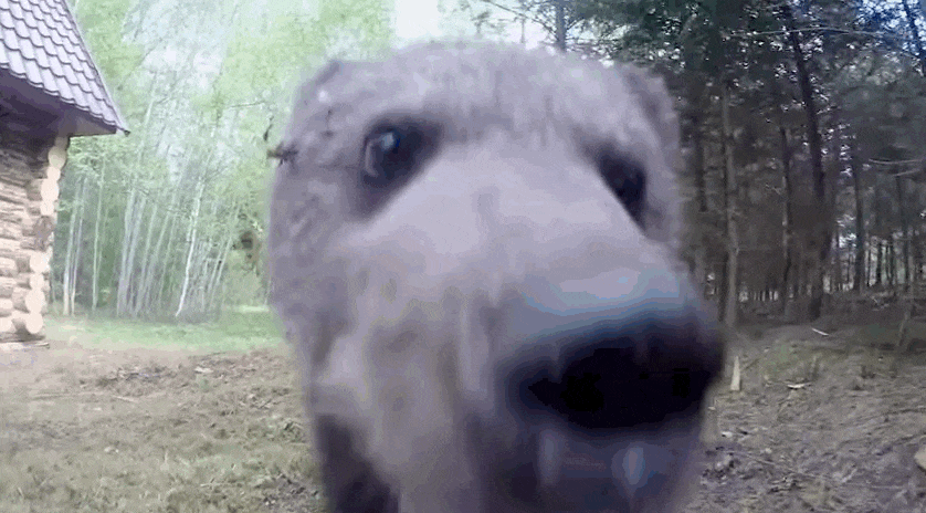 Watch Rescued Bear Cubs Play Outdoors For The First Time Ever