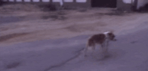 Dog Trapped In Wire So Tight His Head Swelled To Twice Its Size