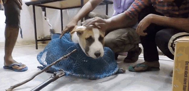 Dog Trapped In Wire So Tight His Head Swelled To Twice Its Size