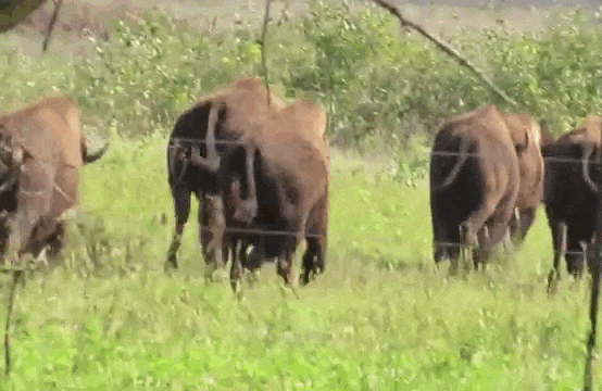 Rare Bison Get First Taste Of Freedom After Nearly Being Hunted To ...
