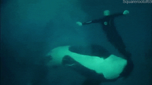 The Blue World Project is SeaWorld’s latest PR fix