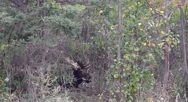 Desperate Moose Tangled In Wire Is Calmed By Kind People