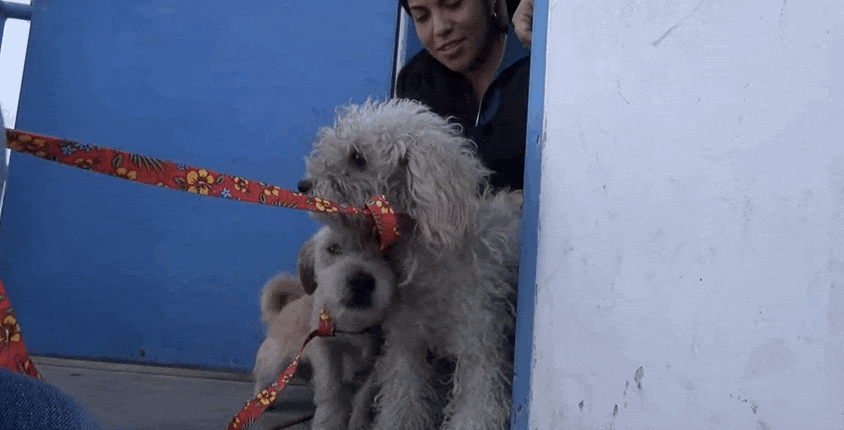 Two Homeless Dogs Relied On Each Other To Stay Alive
