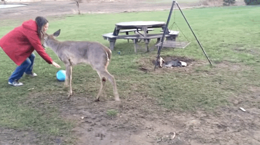 Baby Deer Plays With A Ball For The First Time, Loses His Sh*t