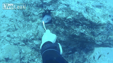 Patient Man Hand-Feeds Sick Eel Special Fishy Meal