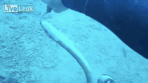 Patient Man Hand-Feeds Sick Eel Special Fishy Meal