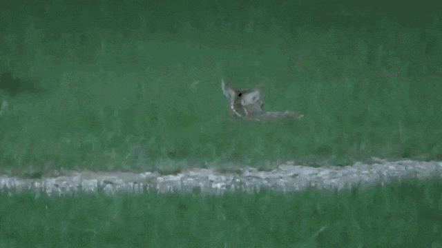 Baby Deer Doesn't Want To Leave The Man Who Saved Her Life