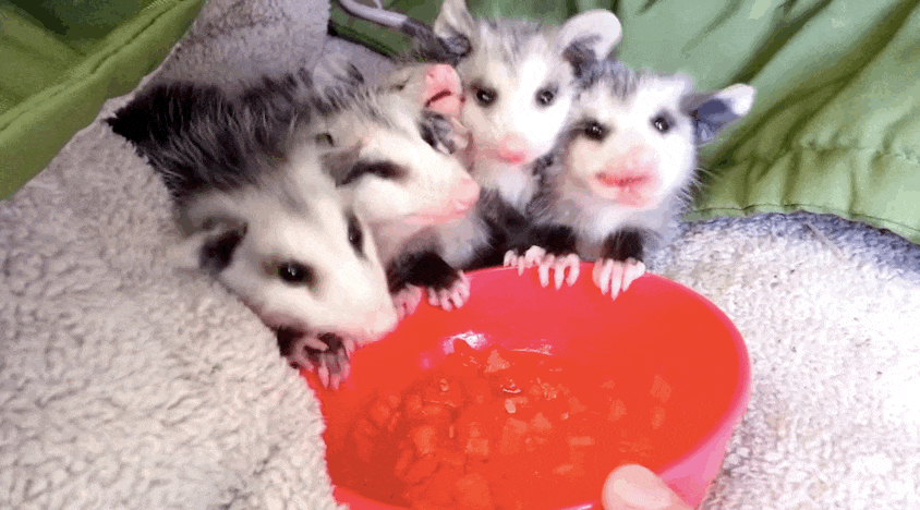 Rescued Baby Possums Take The Tiniest Little Bites Of Watermelon