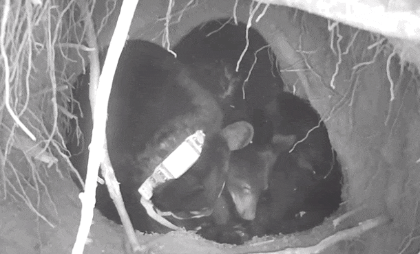 Do Bears Poop While They're Hibernating?