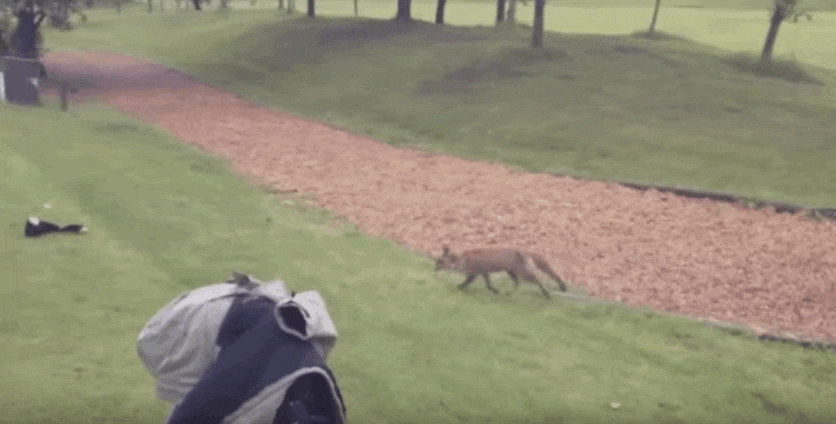 Fox Plays The Most Puppylike Game With Shocked Golfers