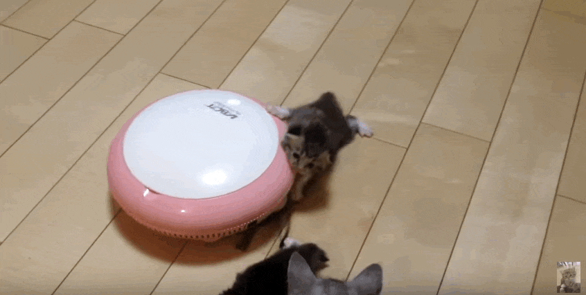 Brave Kitten Stands Up To UFO To Save His Little Sister