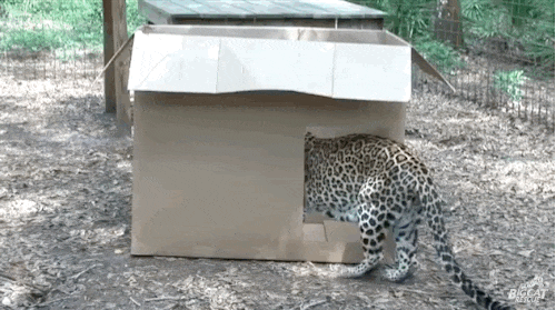 Watch What Happens When Big Cats Discover Cardboard Boxes