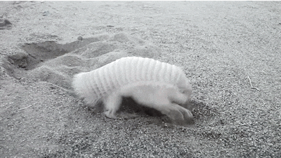 Tiny Armadillo Will Dig Wherever He Damn Well Pleases