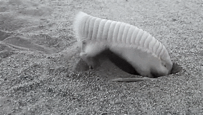Tiny Armadillo Will Dig Wherever He Damn Well Pleases