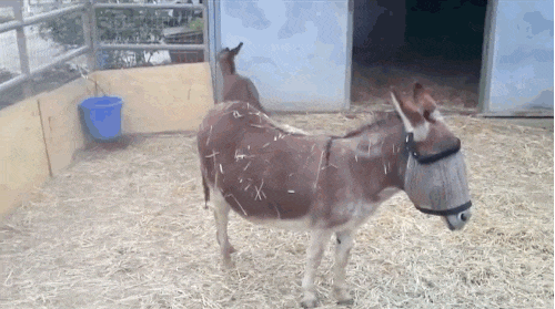 Tiniest Donkey Ever Races Circles Around His Patient Mom