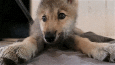 Sleepy Wolf Cub Bravely Battles Hiccups