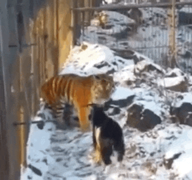 Live Goat Given To Tiger As Food ... And They Become Best Friends