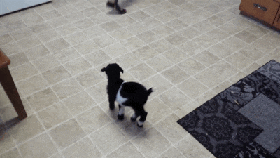 Baby Pygmy Goat Gets Hopping Lessons From Mom