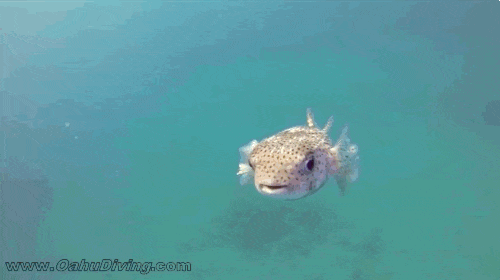 Pufferfish Gifs Search Find Make Share Gfycat Gifs | My XXX Hot Girl