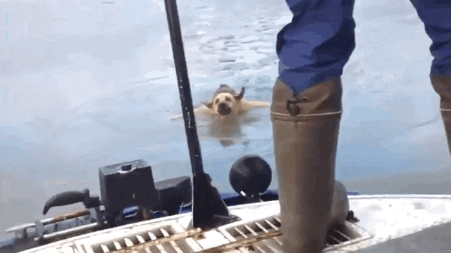 Dog Found Clinging To Ice In The Middle Of Frozen River