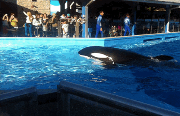 These GIFs Show What It Would Look Like If SeaWorld Freed Its Orcas
