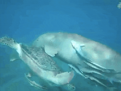 Turtle Learns That Food Is The Way To Sea Cow’s Heart