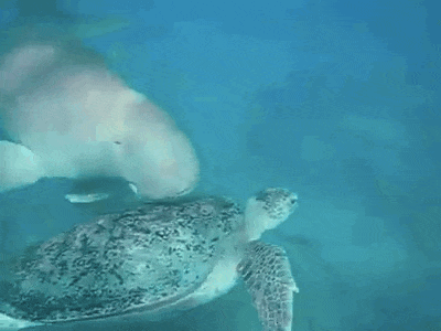 Turtle Learns That Food Is The Way To Sea Cow’s Heart