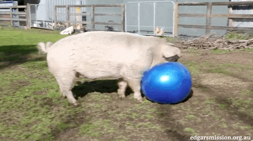 Eager Pig’s Love Affair With New Ball Is Glorious Until POP