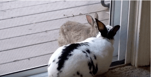 Wild Rabbit Wanna Hook Up With The Pet Bunny | Lipstick Alley
