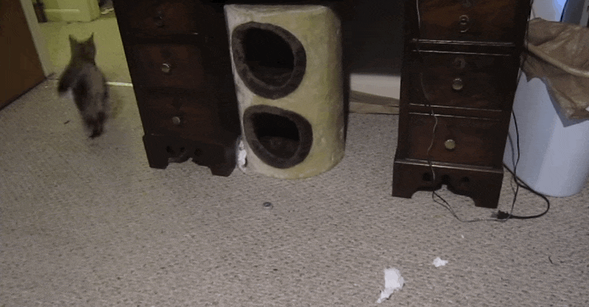 Cat Is Asked To Clean Up, Blatantly Refuses