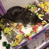 Naughty Kitty Sneaks Into Pet Store, Has Full-Blown Catnip Freakout